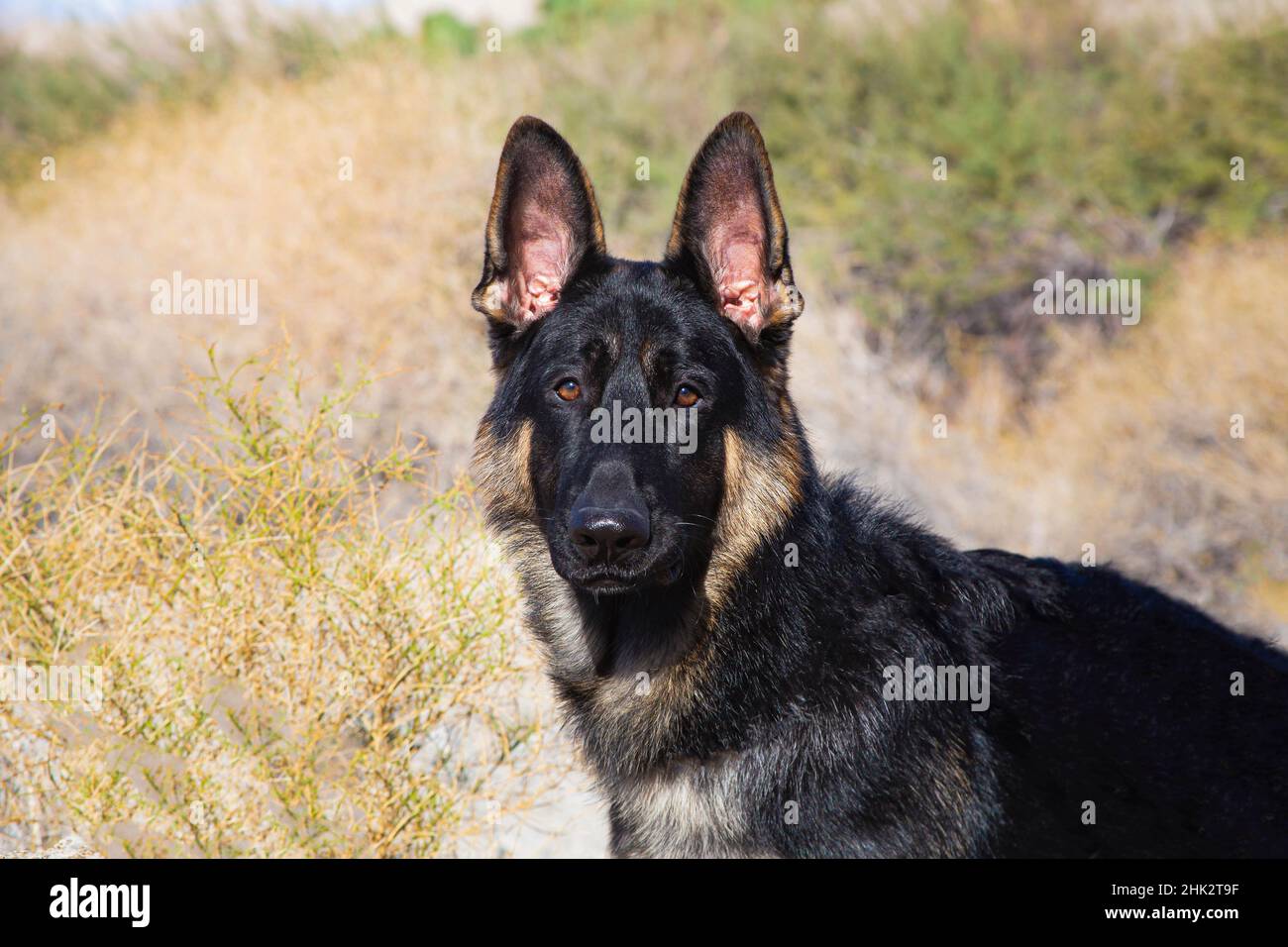 German Shepherd in the Coachella Valley, California Stock Photo - Alamy
