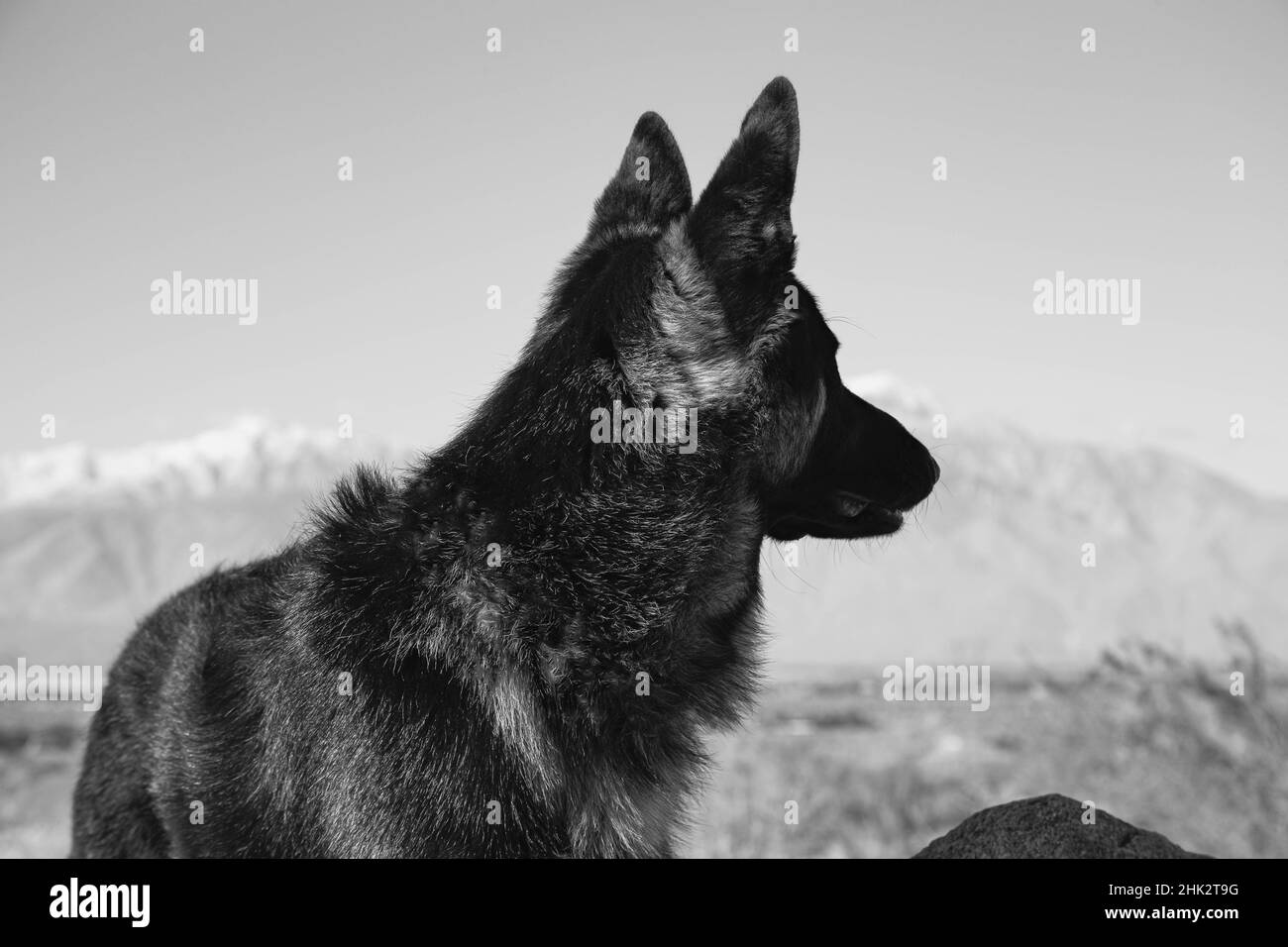 German Shepherd in the Coachella Valley, California Stock Photo - Alamy