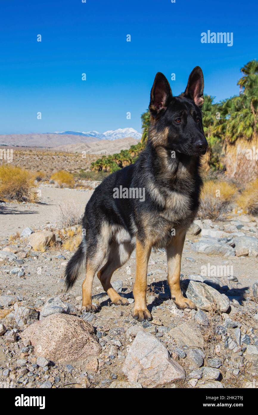 German Shepherd, Coachella Valley, California Stock Photo - Alamy