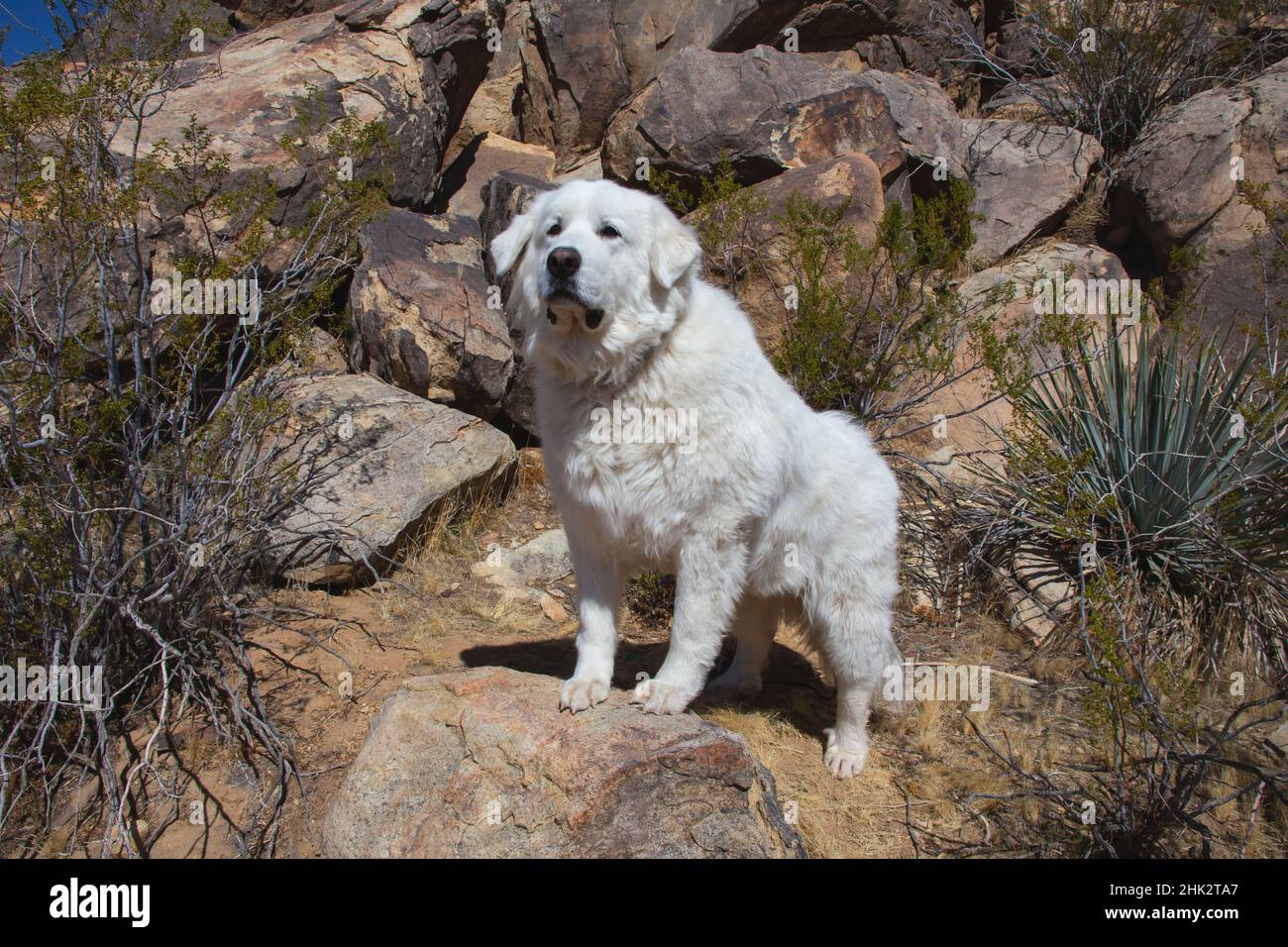 Great Pyrenees engoying the high desert Stock Photo - Alamy