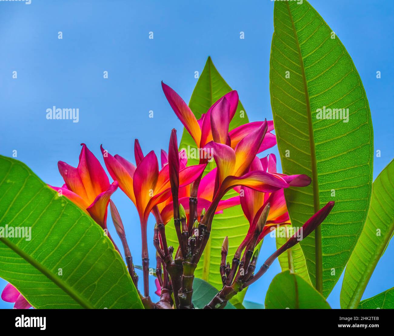 Frangipani Plumeria, Moorea, Tahiti, French Polynesia Stock Photo - Alamy