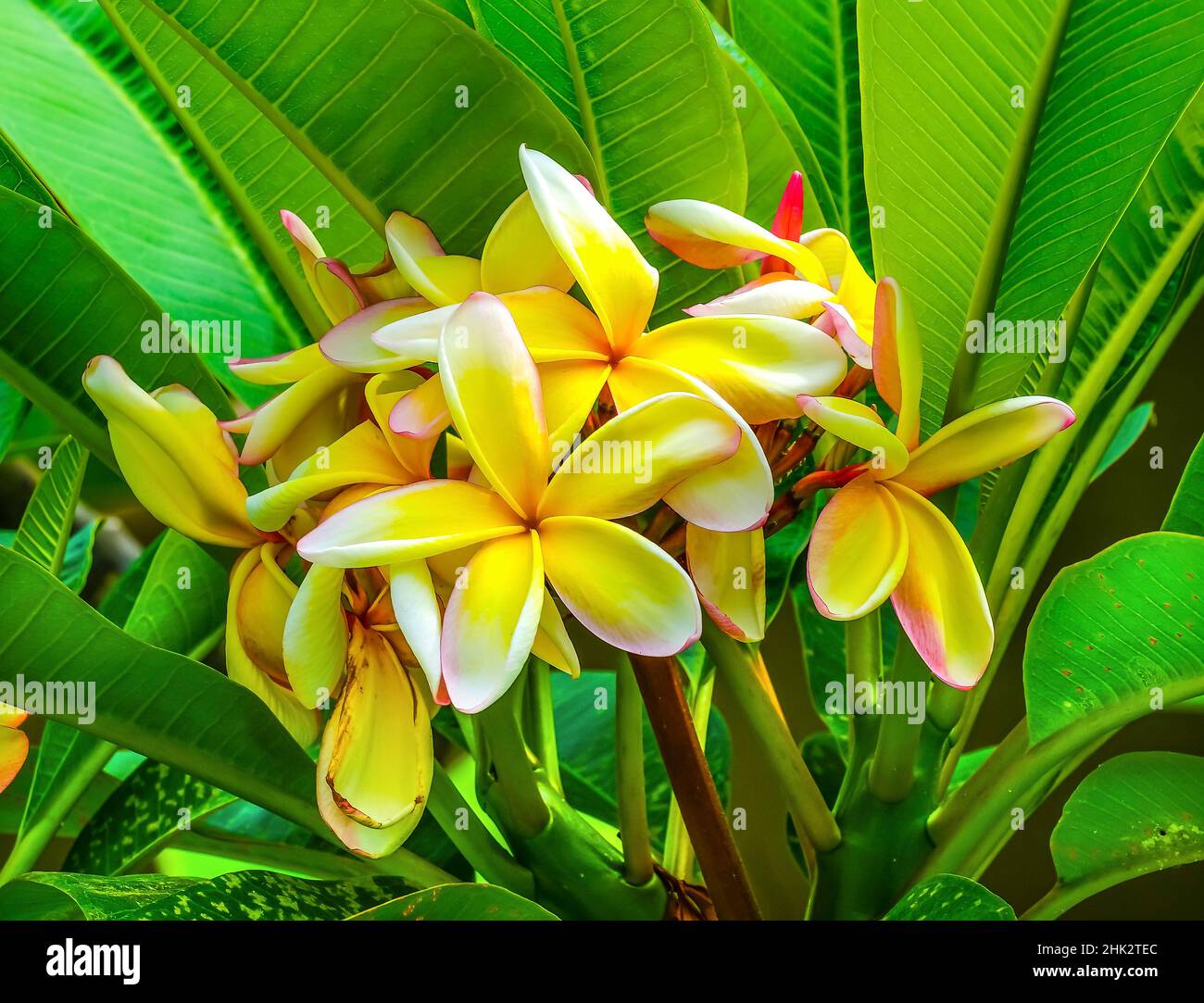 Frangipani plumeria, Moorea, Tahiti, French Polynesia Stock Photo - Alamy