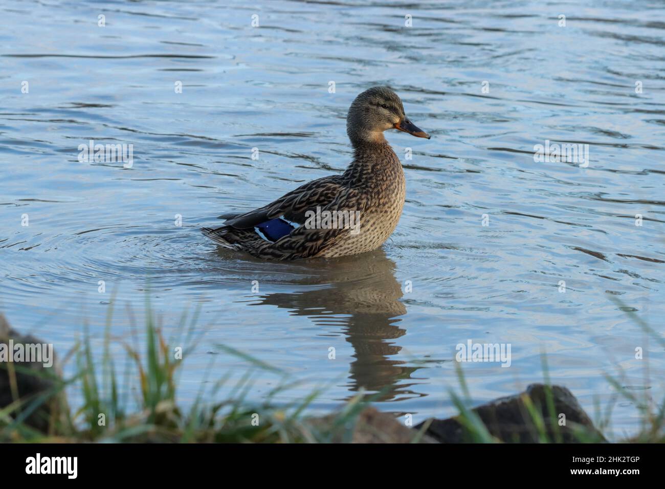 Mallard duck floating in the water Stock Photo - Alamy