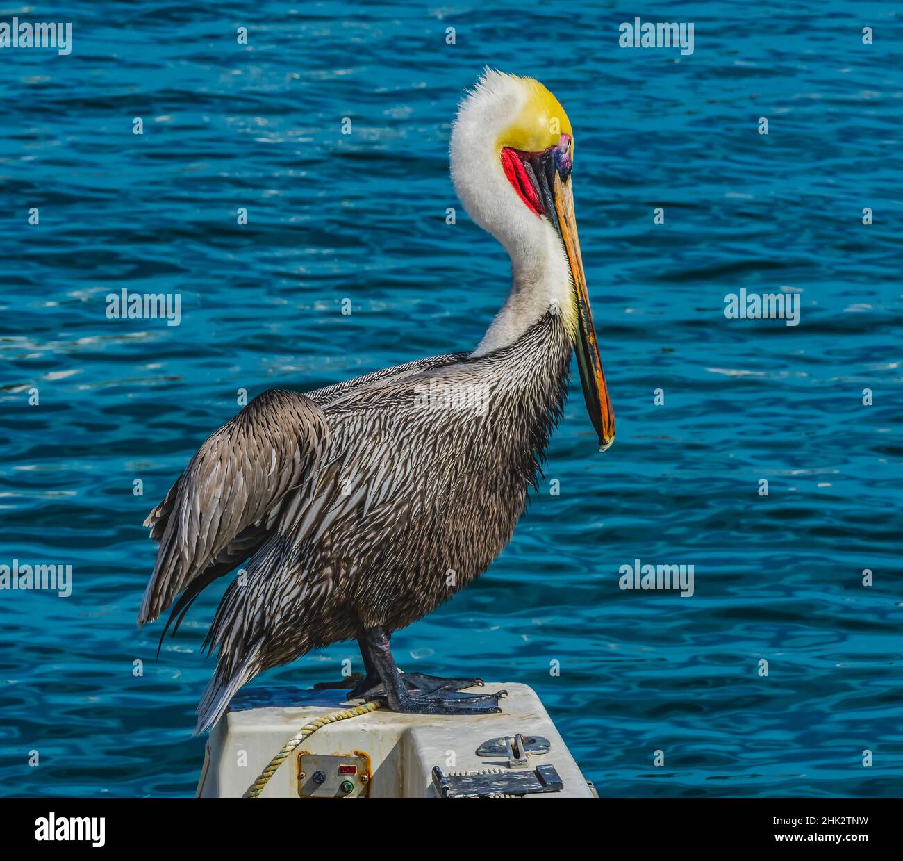 Brown pelican, Cabo San Lucas, Baja Mexico Stock Photo - Alamy