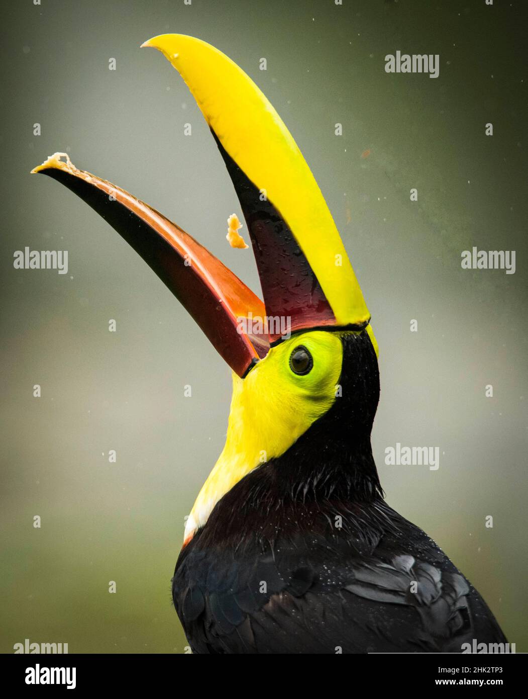Toucan with open mouth hi-res stock photography and images - Alamy