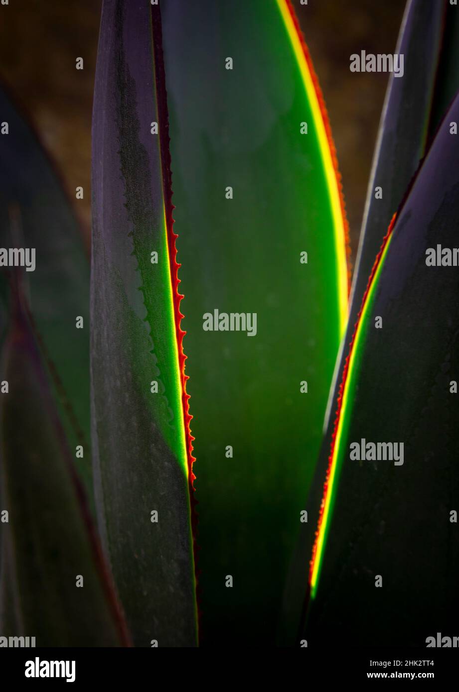 USA, Arizona, Phoenix. Backlit variegated agave cactus Stock Photo - Alamy