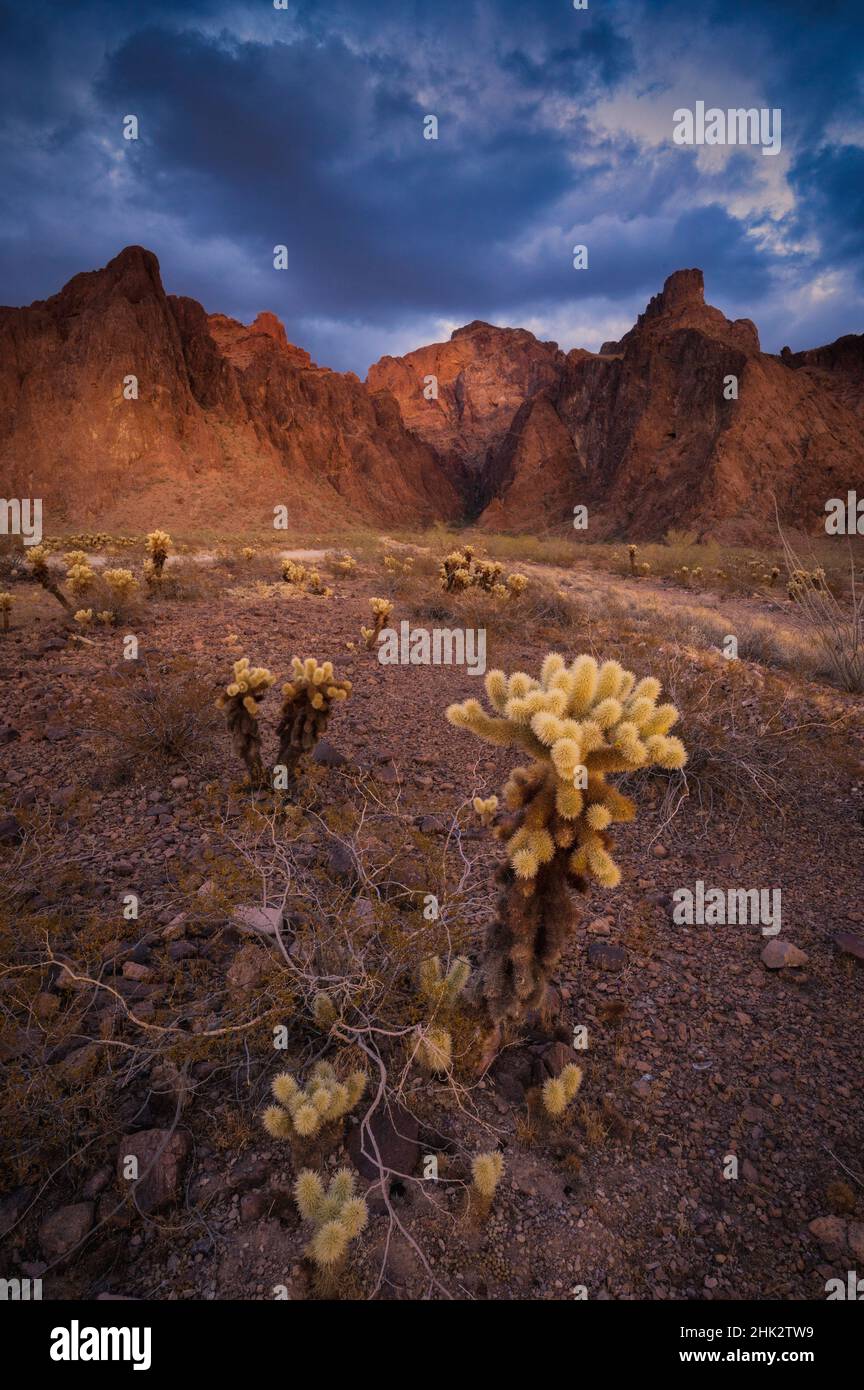 USA, Arizona, Kofa National Wildlife Area. Mountain and desert ...