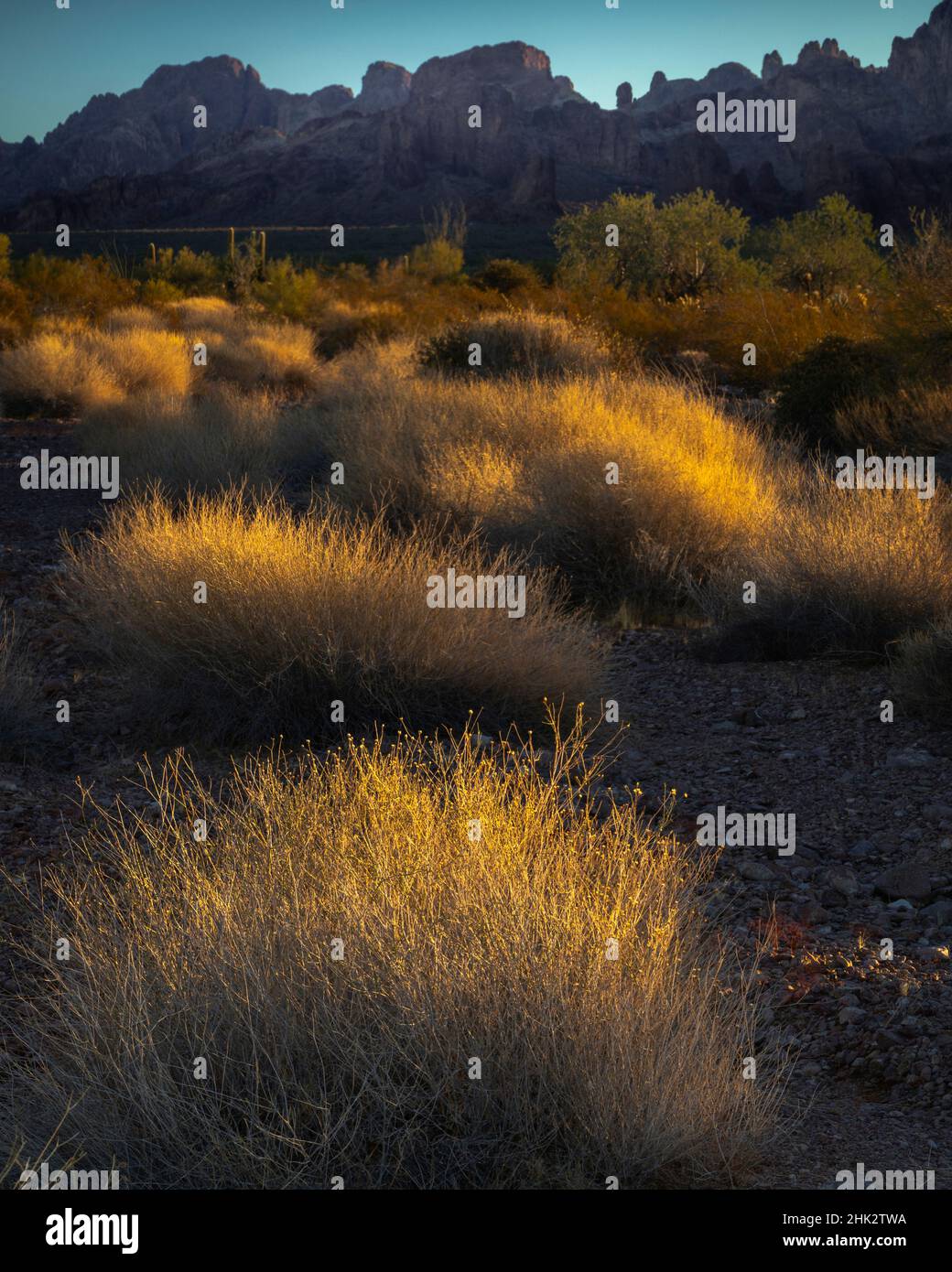 USA, Arizona, Kofa National Wildlife Area. Mountain and desert ...