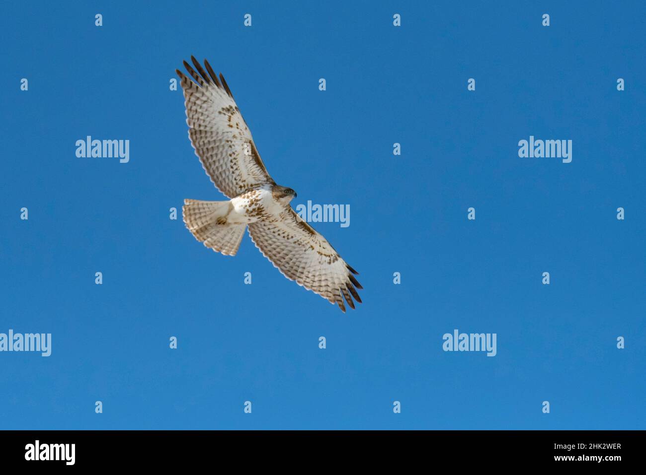 George red hawk hi-res stock photography and images - Alamy
