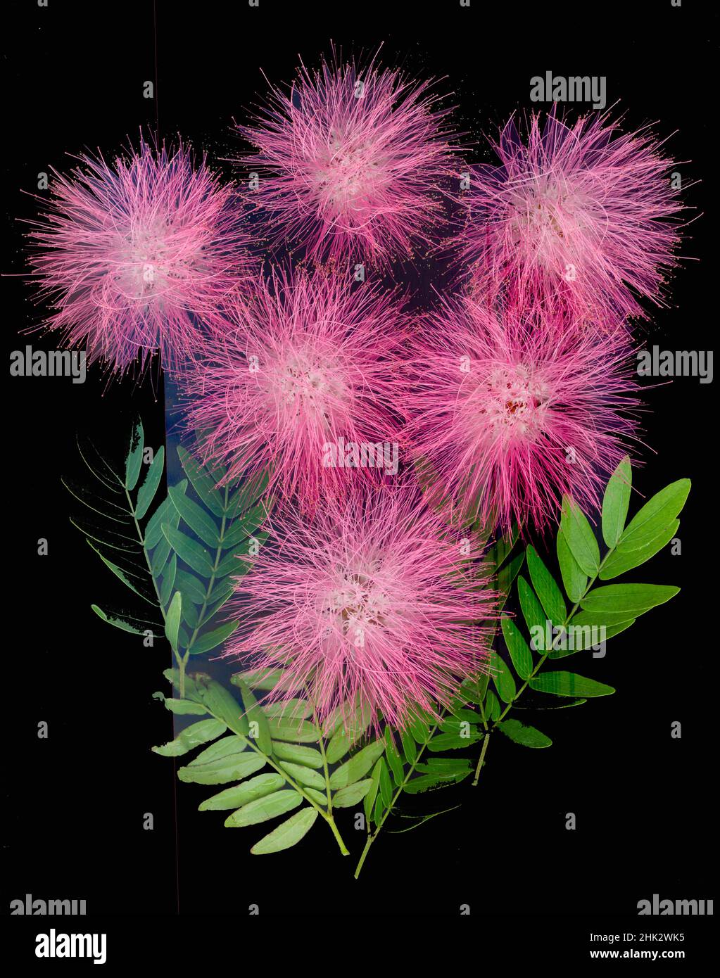 Pink powderpuff flowers hi-res stock photography and images - Alamy
