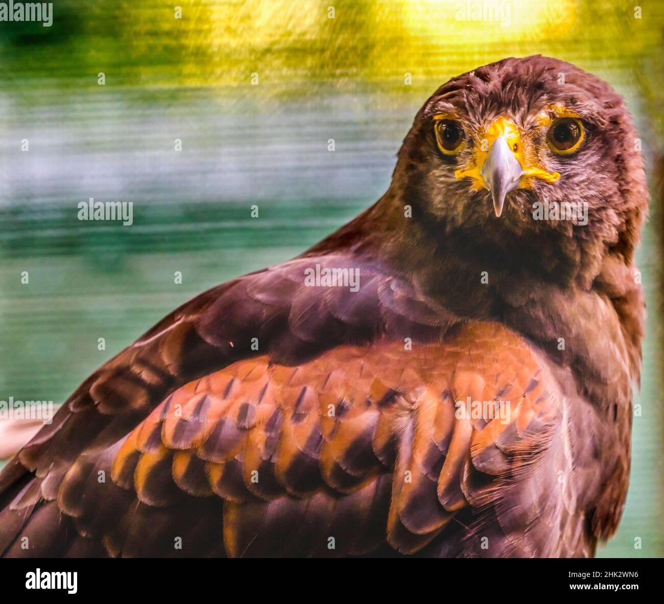 Colorful red-tailed hawk looking for prey, Florida Stock Photo - Alamy