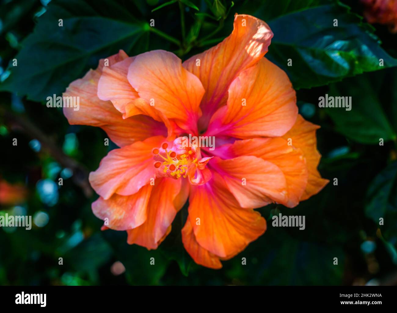 Tropical hibiscus flowers, Florida. Tropical hibiscus has many ...