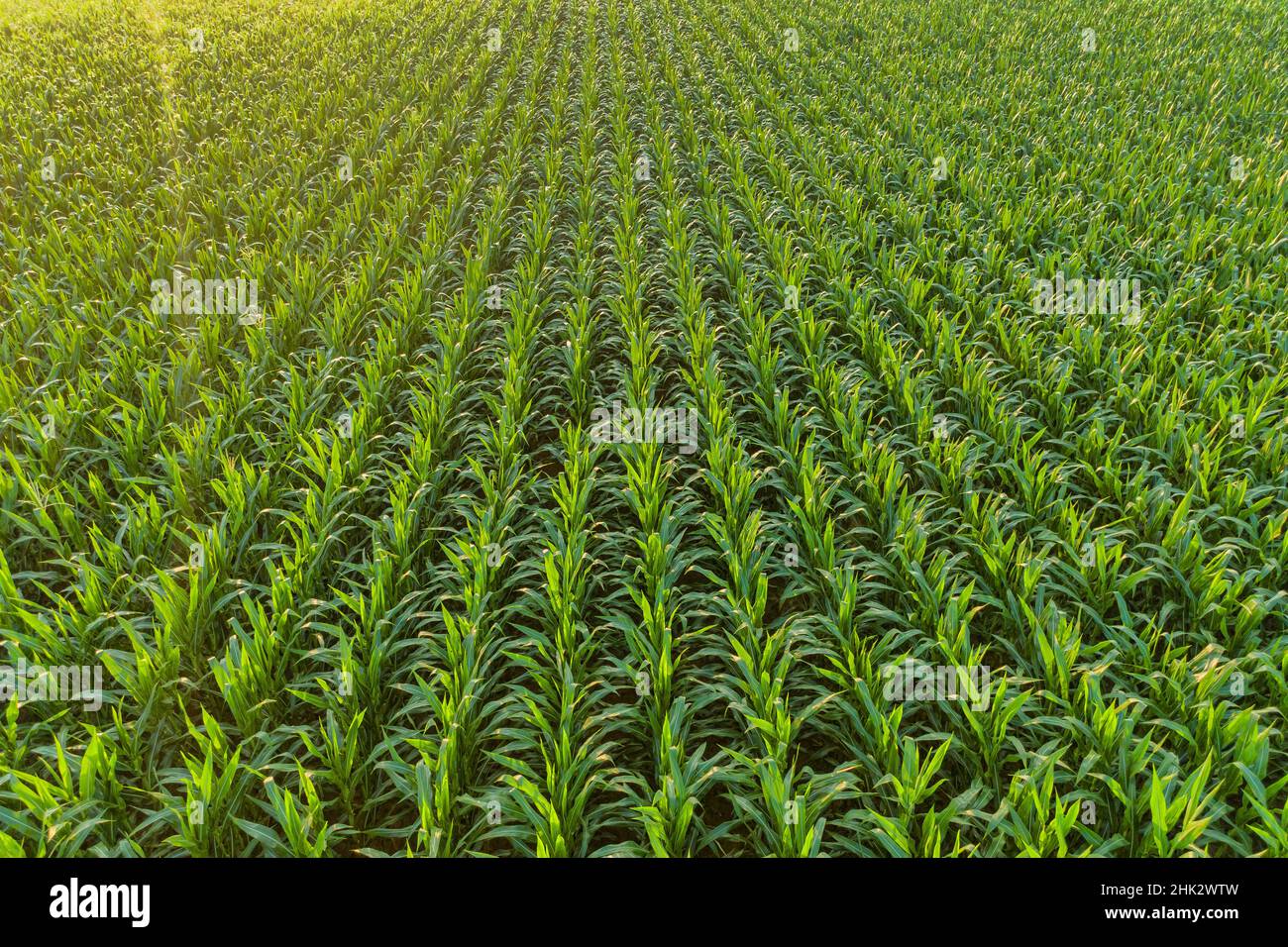 Aerial view of corn field, Marion County, Illinois Stock Photo - Alamy