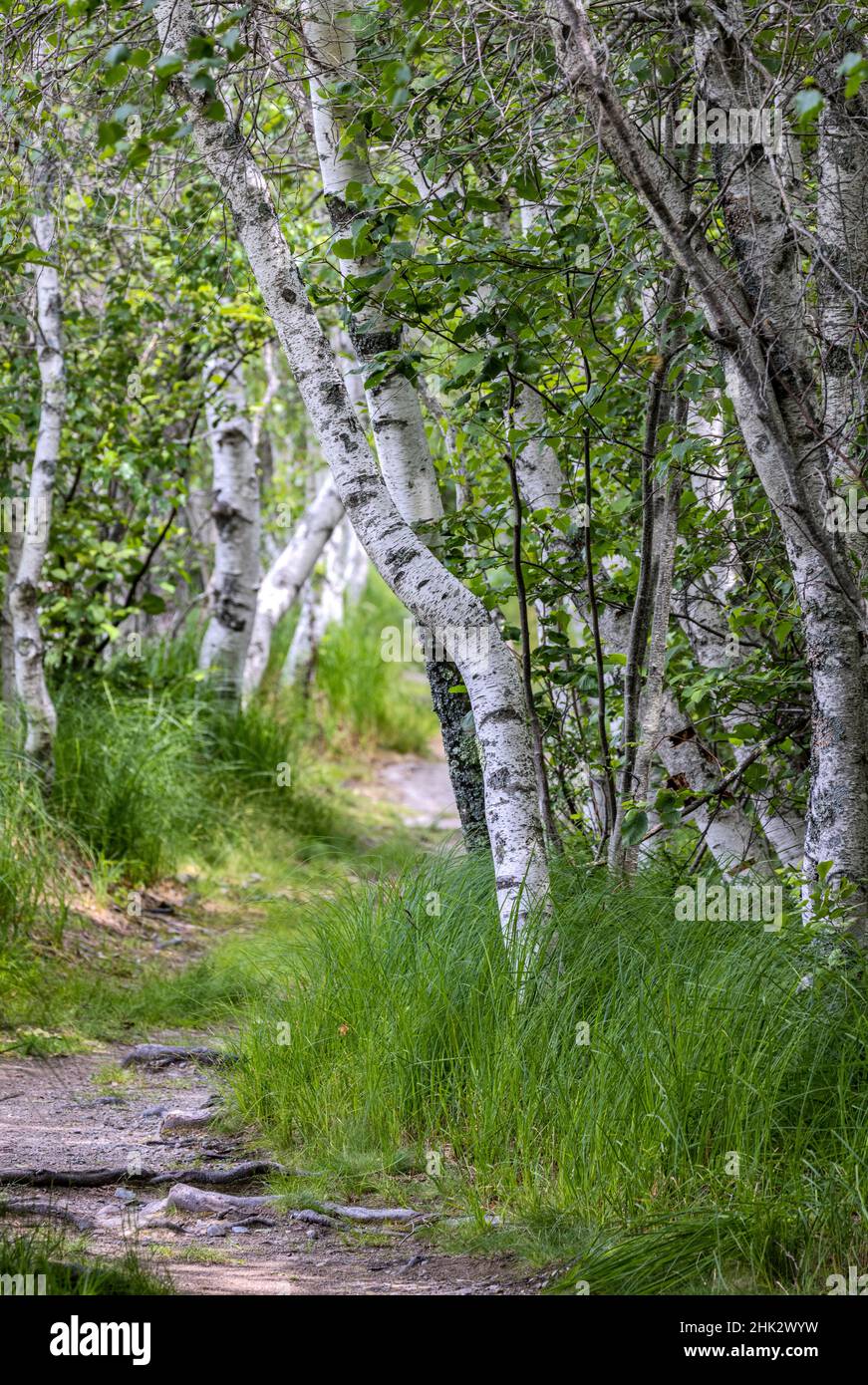 Paper birch trees along pathway in Acadia National Park, Maine, USA ...