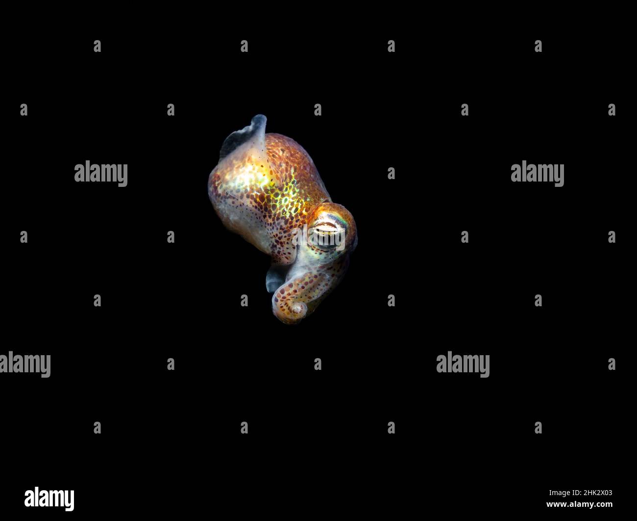 Bobtail Squid from Mediterranean sea, little Cuttlefish - Sepiola sp ...