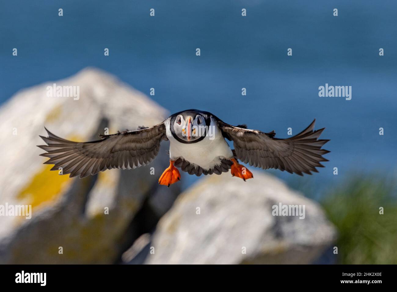 Atlantic Puffins in flight on Machias Seal island, Maine, USA Stock ...
