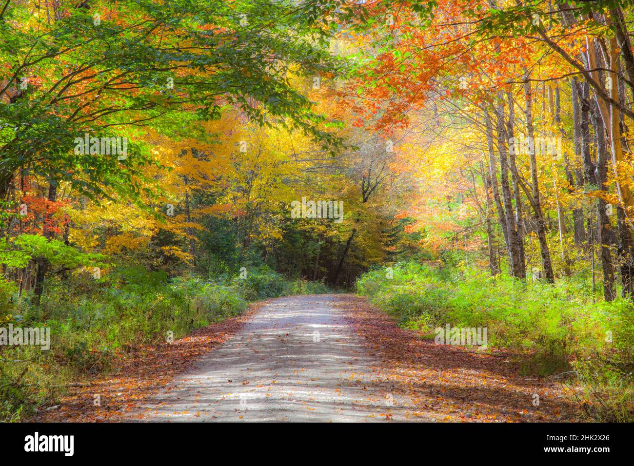 USA, New England, Maine, Wild River gravel road lined with Fall colored ...