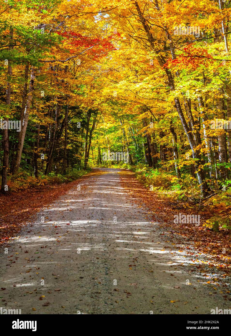 USA, New England, Maine, Wild River gravel road lined with Fall colored ...