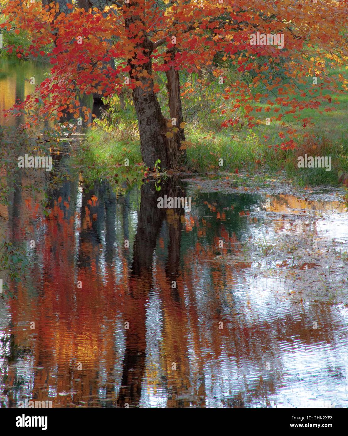Jackson red maple hi-res stock photography and images - Alamy