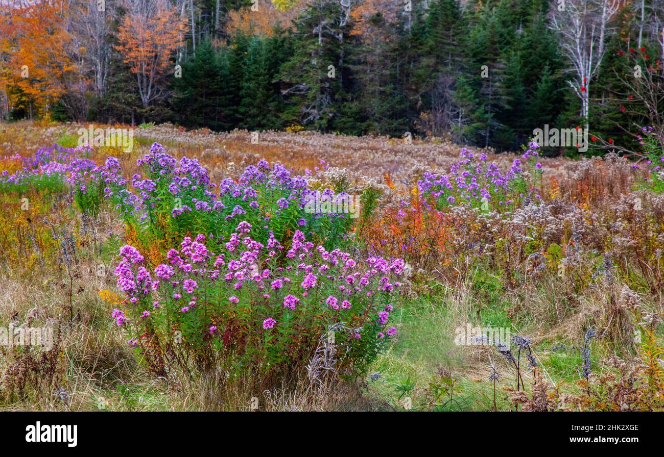 USA, New Hampshire, New England field off of highway 302 with Autumn ...