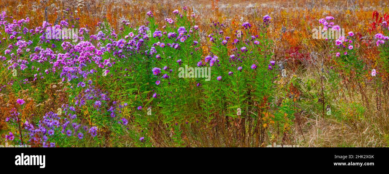 USA, New Hampshire, New England field off of highway 302 with Autumn ...