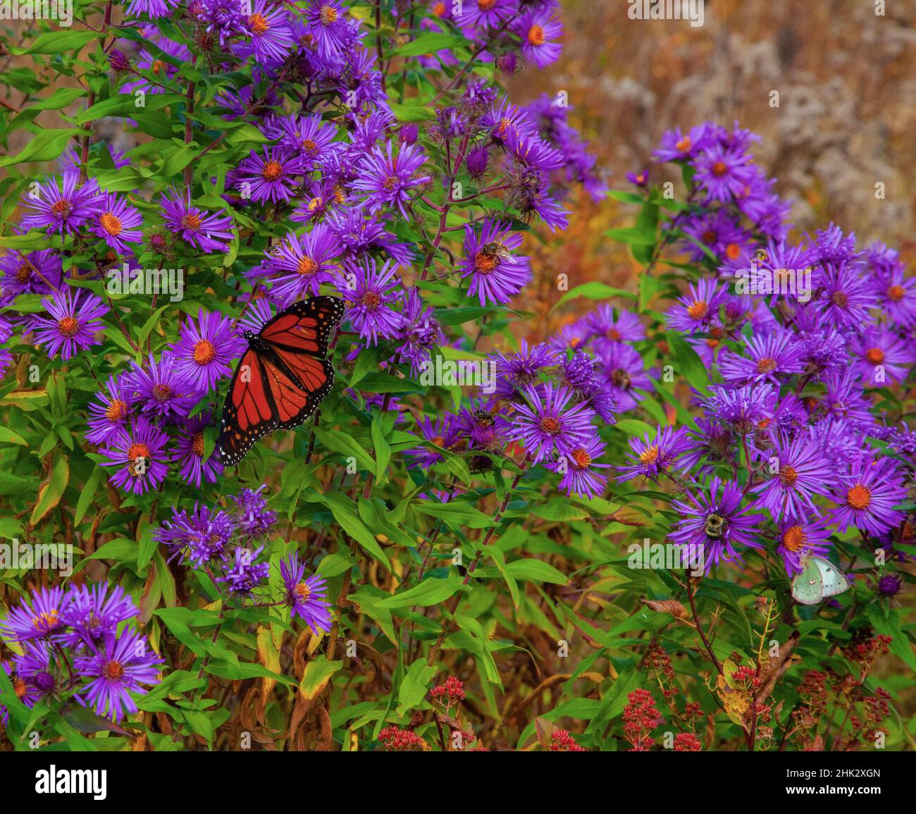 USA, New Hampshire field of daisies with Monarch Butterfly feeding just ...