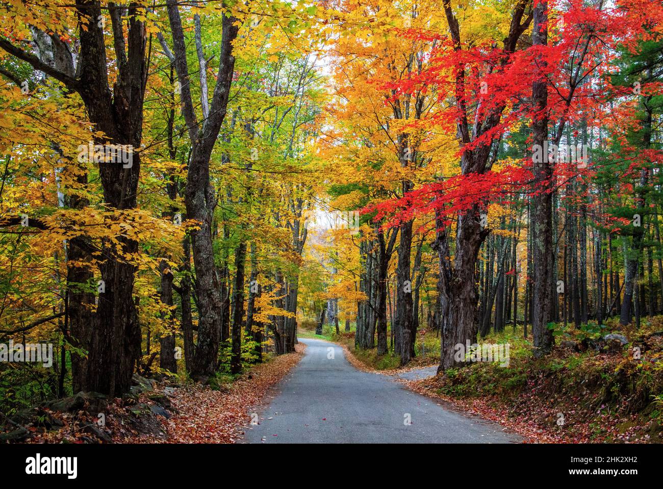USA, New Hampshire, tree-lined road with maple trees in Fall colors ...