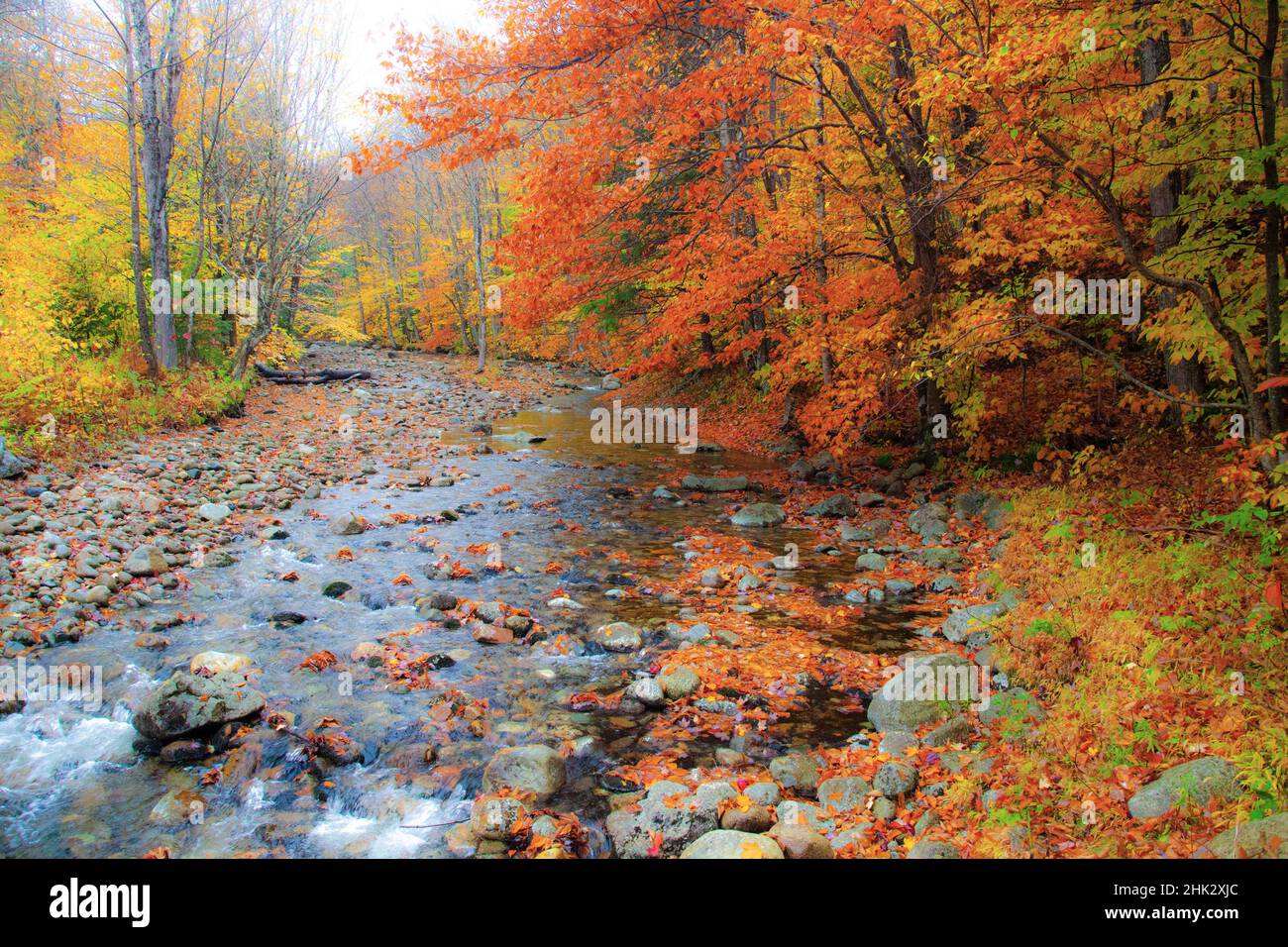 USA, New Hampshire Autumn colors on Maple, Beech trees along the edge ...