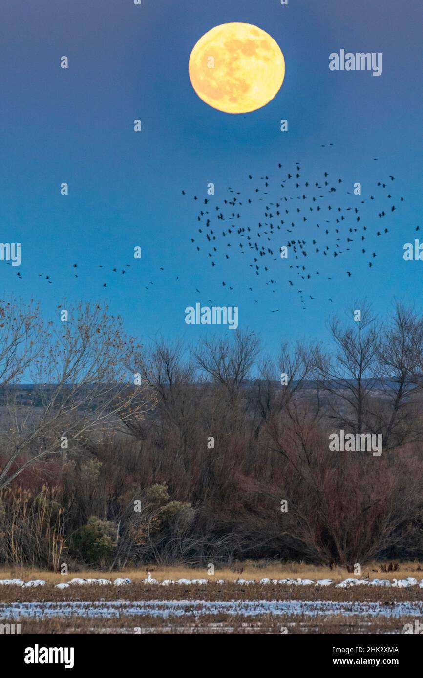 USA, New Mexico, Bosque Del Apache National Wildlife Refuge. Full moon rising and flying ...