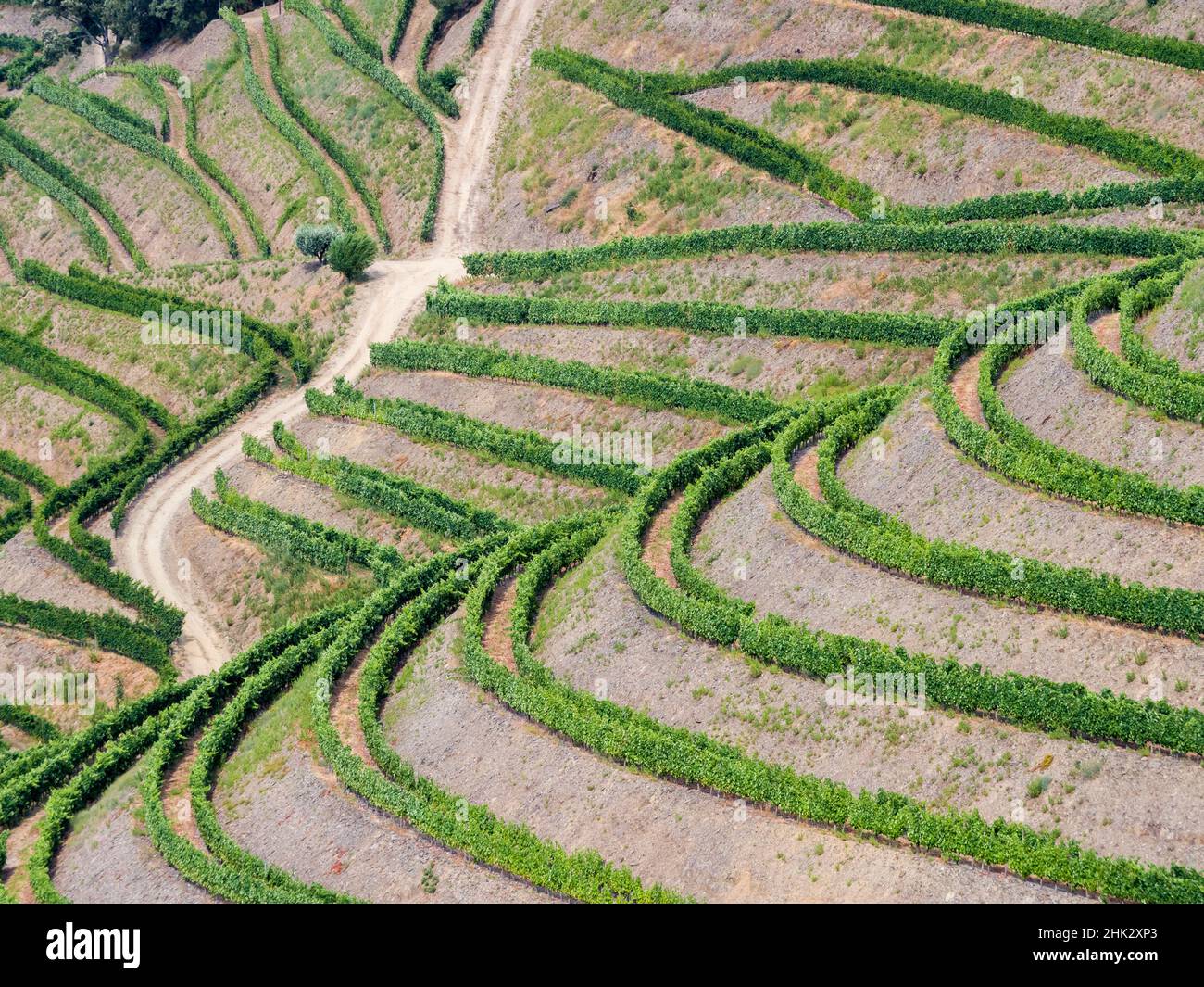 Portugal, Douro Valley. Terraced vineyards lining the hills Stock Photo ...
