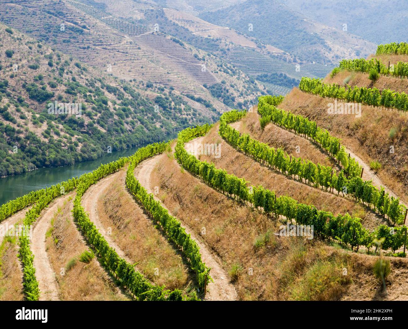 Portugal, Douro Valley. Terraced vineyards lining the hills Stock Photo ...