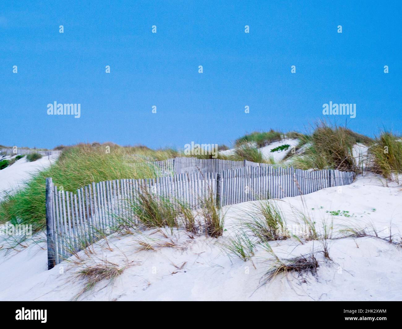 Portugal, Aveiro. Beach grass, sand and old fence line at the beach ...