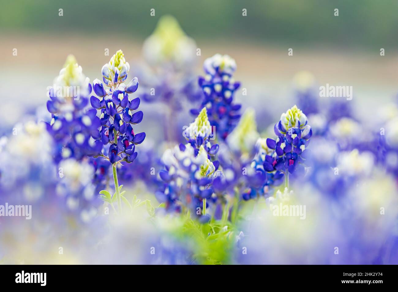 Bluebonnet lupine hi-res stock photography and images - Alamy
