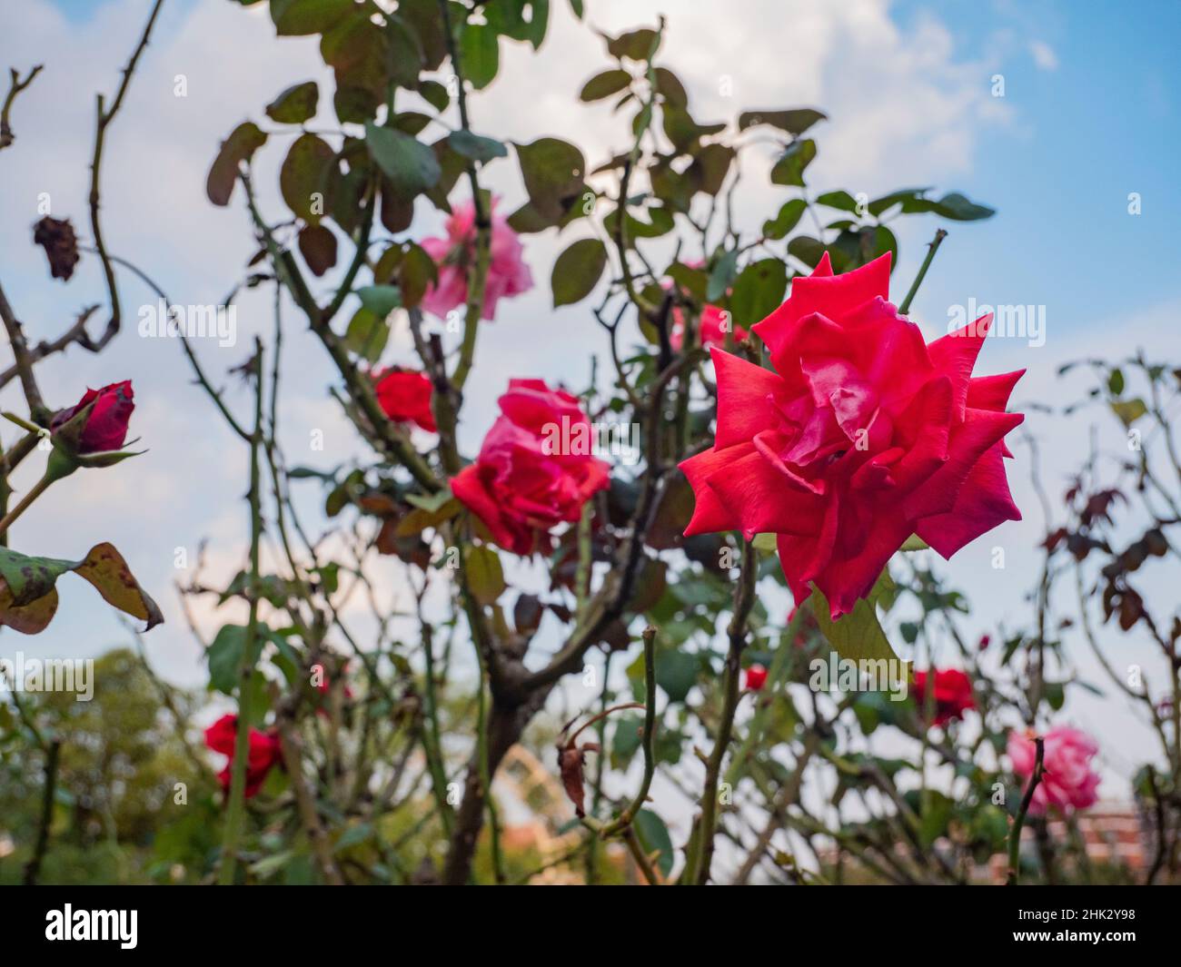 A red monthly rose on the branch Stock Photo - Alamy
