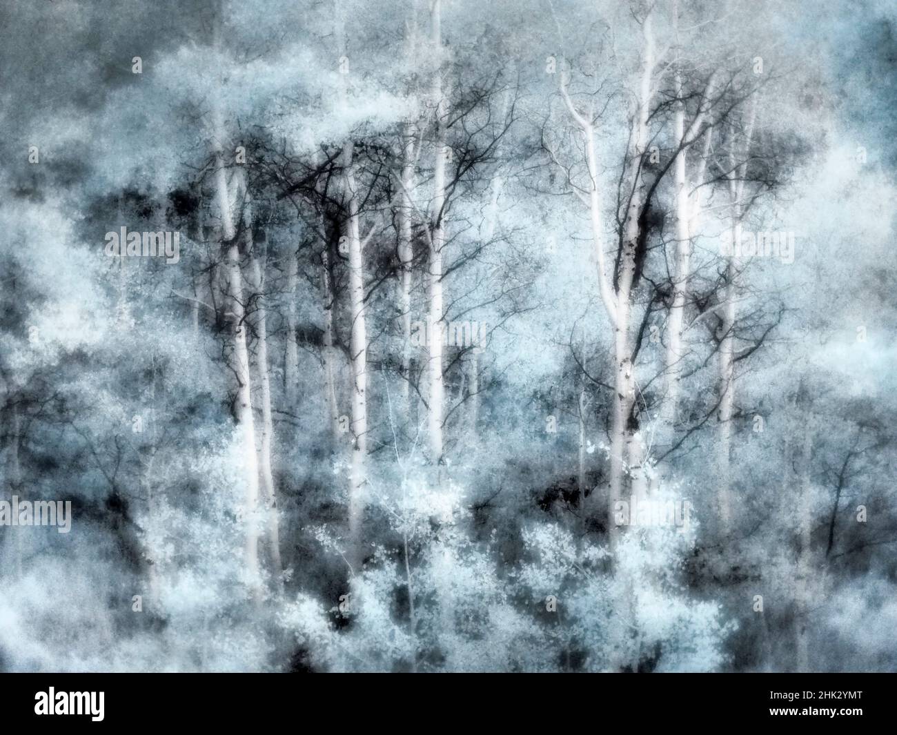 USA, Utah, Aspen Grove in infrared of the Logan Pass area Stock Photo ...