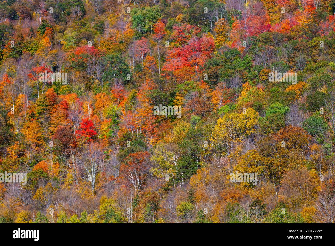 USA, New England, Vermont, Plymouth, Fall colors on hillside Stock ...