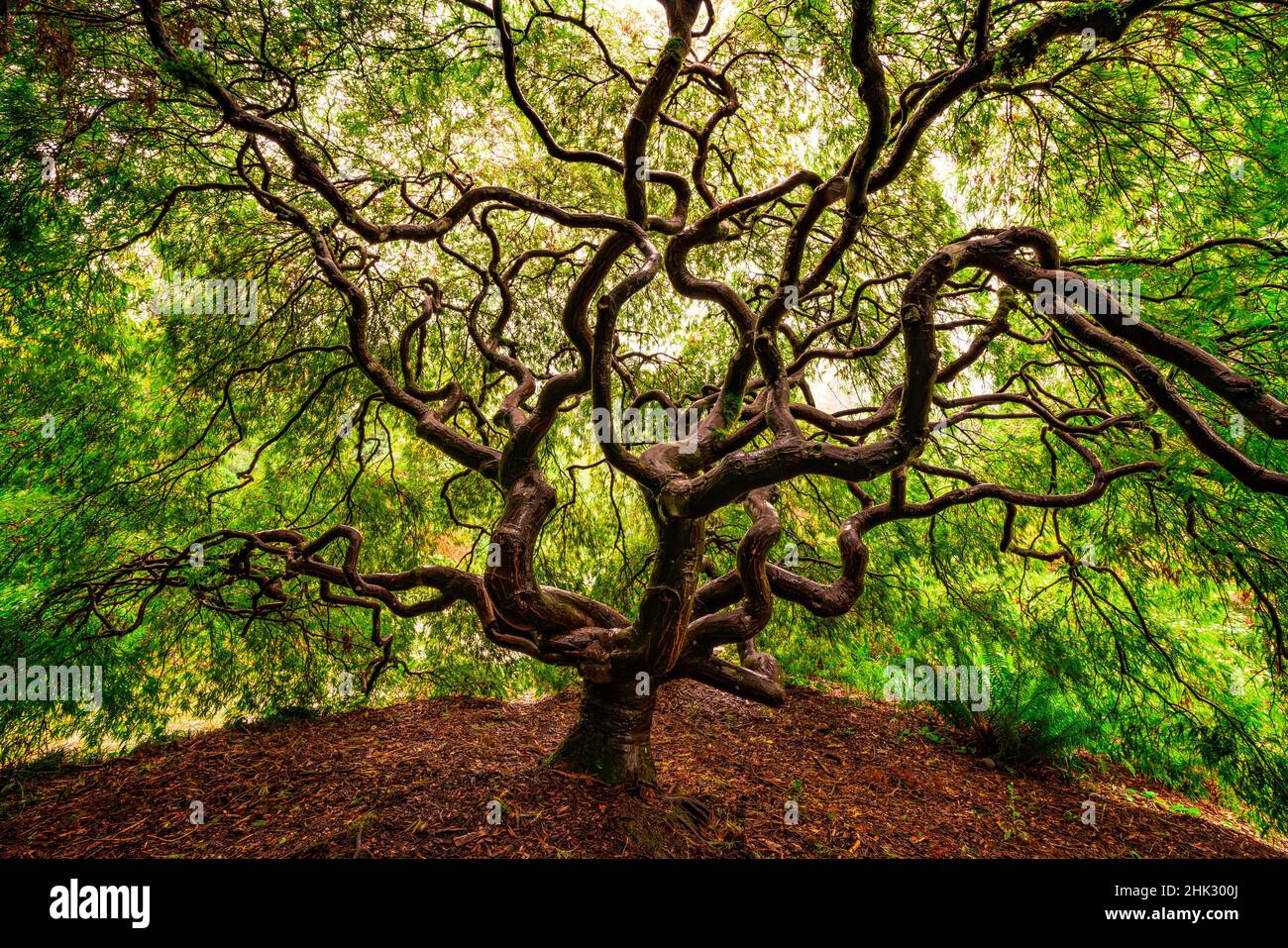 USA, Washington, Seattle. Japanese maple tree with twisted branches ...