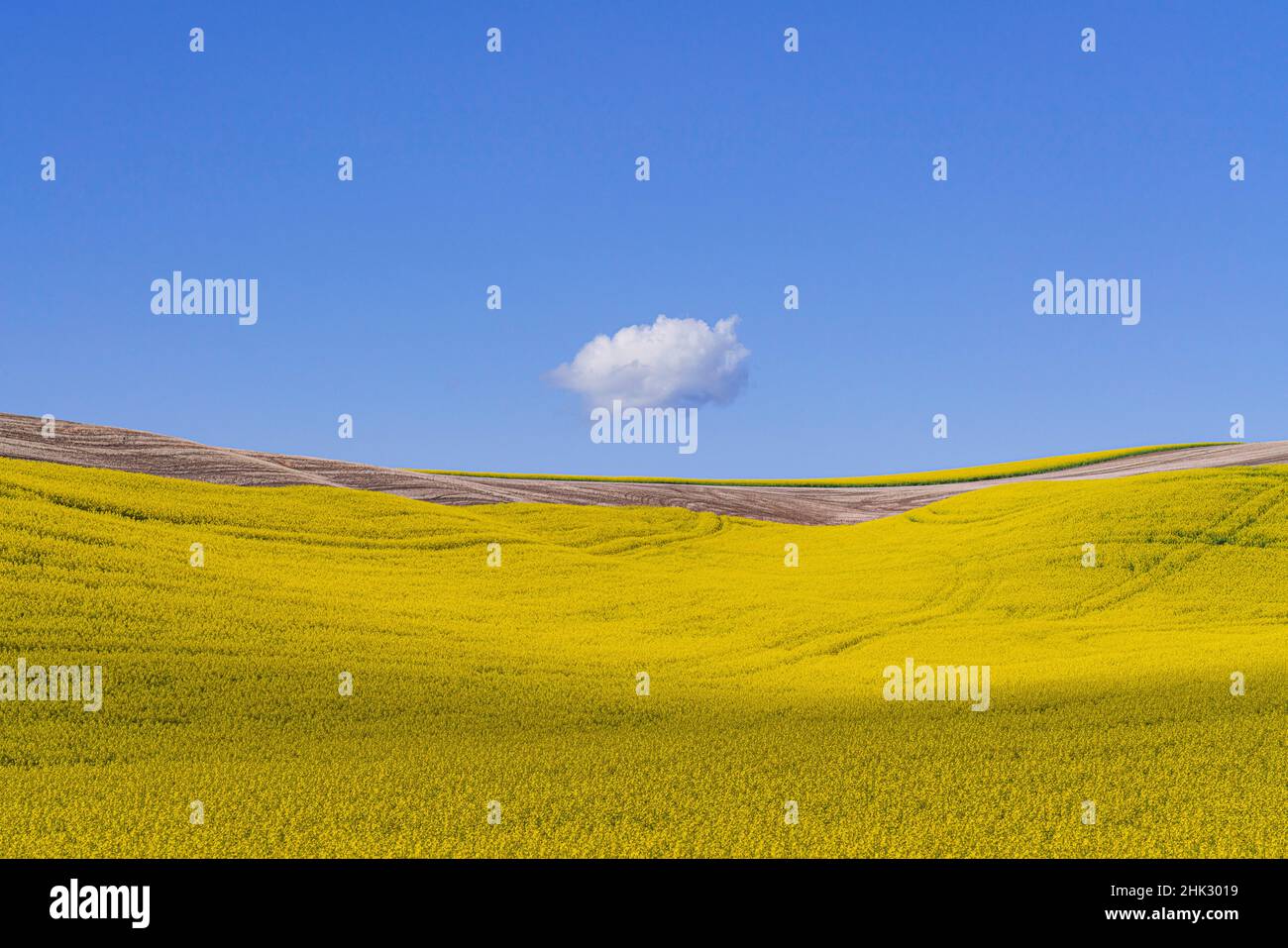 USA, Washington, Palouse. Ripe canola crop and cloud Stock Photo - Alamy