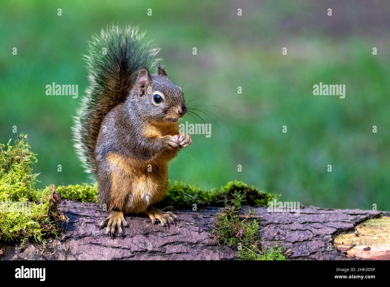 Issaquah, Washington State, USA. Western Gray Squirrel standing on a ...