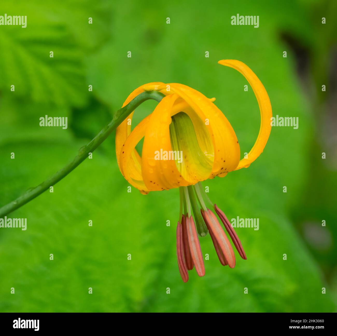 Washington State, Central Cascades, Columbia Tiger Lily wildflower ...