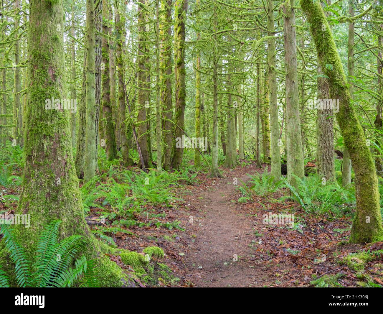 Washington State, Tiger Mountain, Trail through Moss covered trees ...