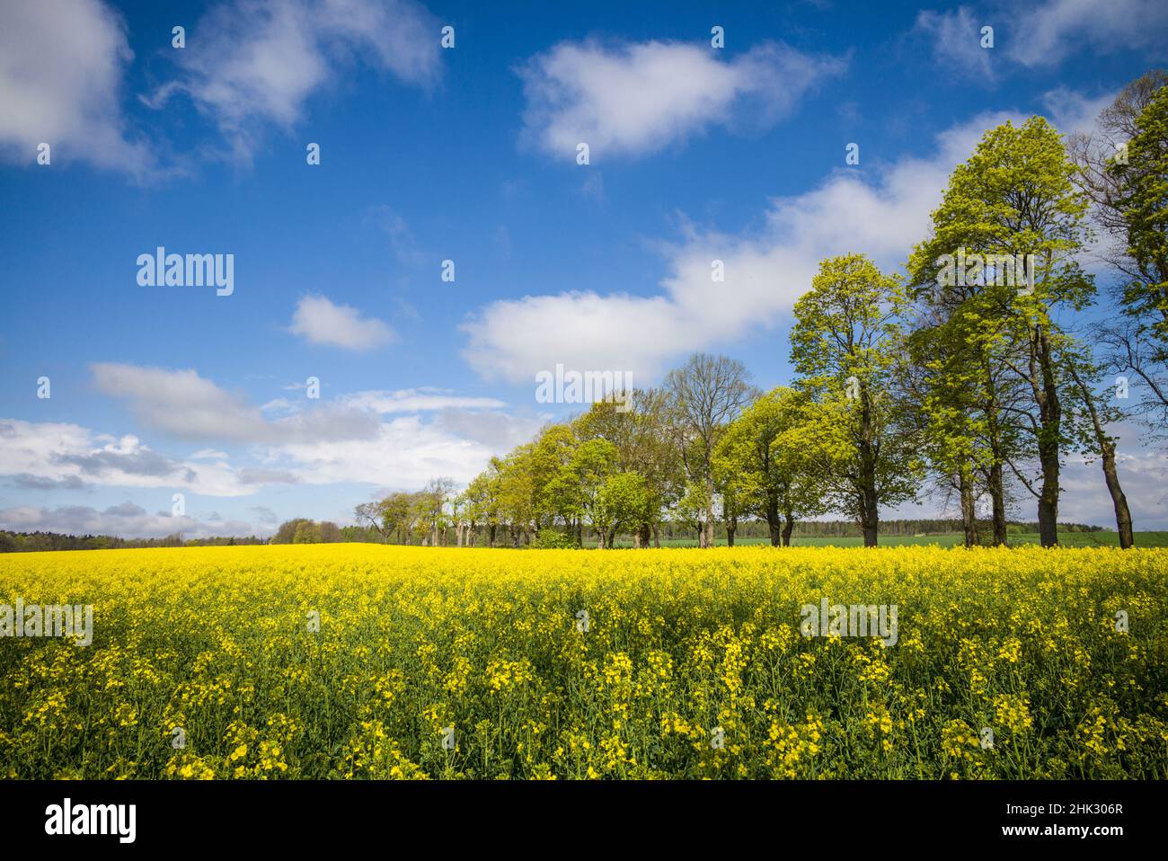 Sweden, Gotland Island, Romakloster, landscape with yellow flowers ...