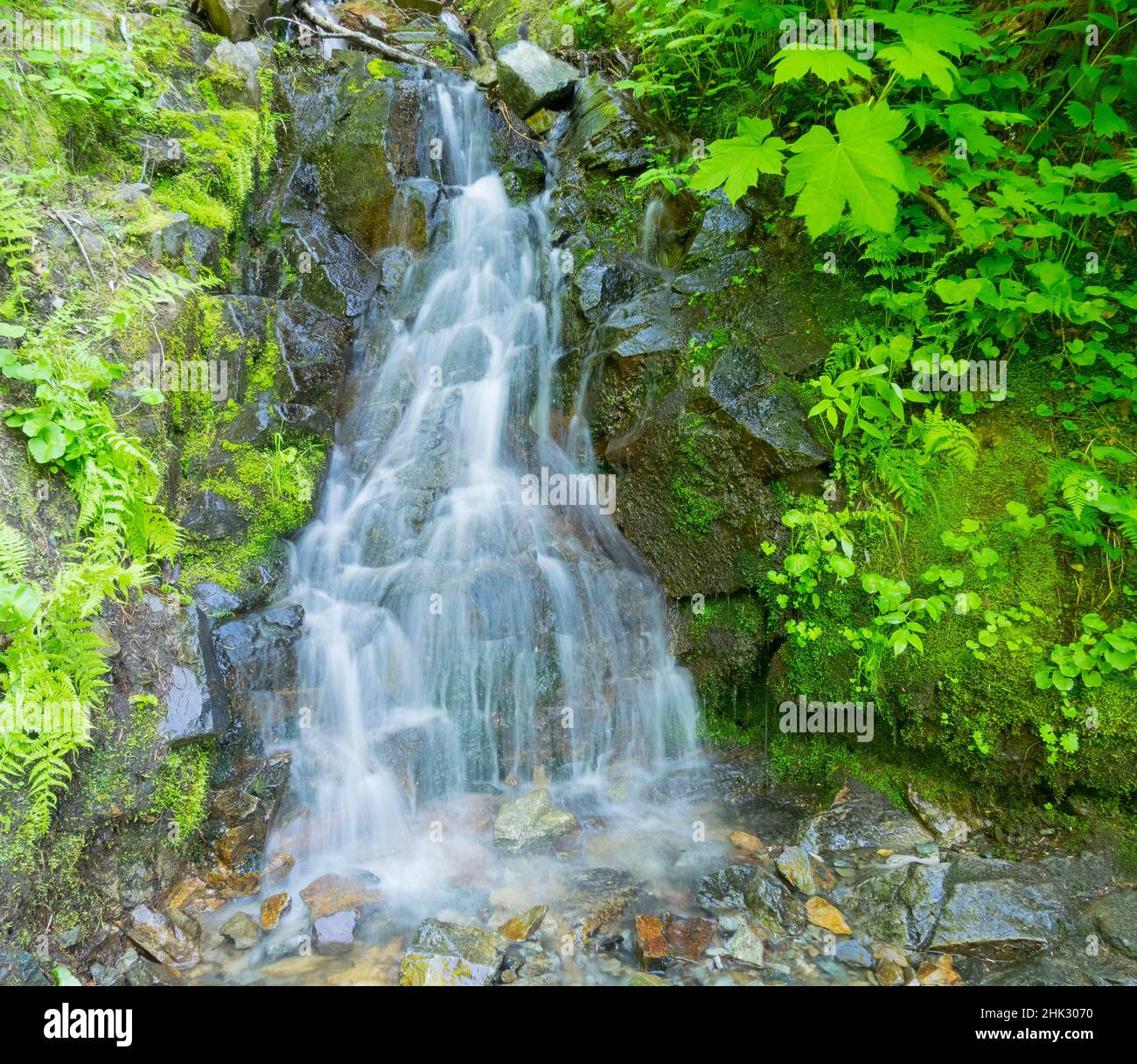 Washington State, Central Cascades, Waterfall, on trail to Annette Lake ...