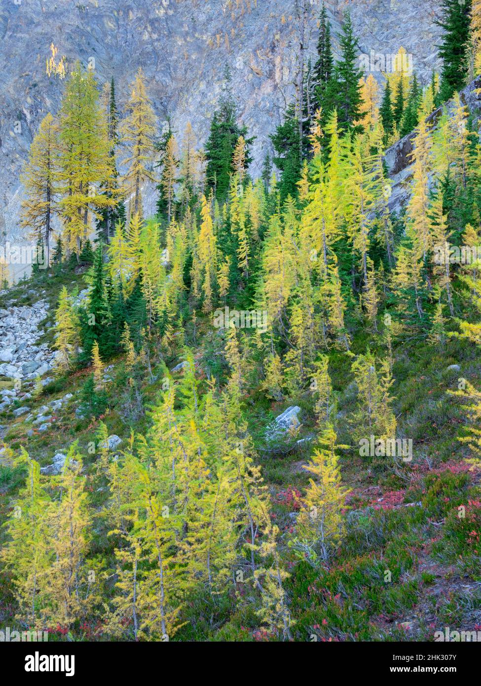 Washington State, North Cascades, Larch and Fir Trees Stock Photo - Alamy