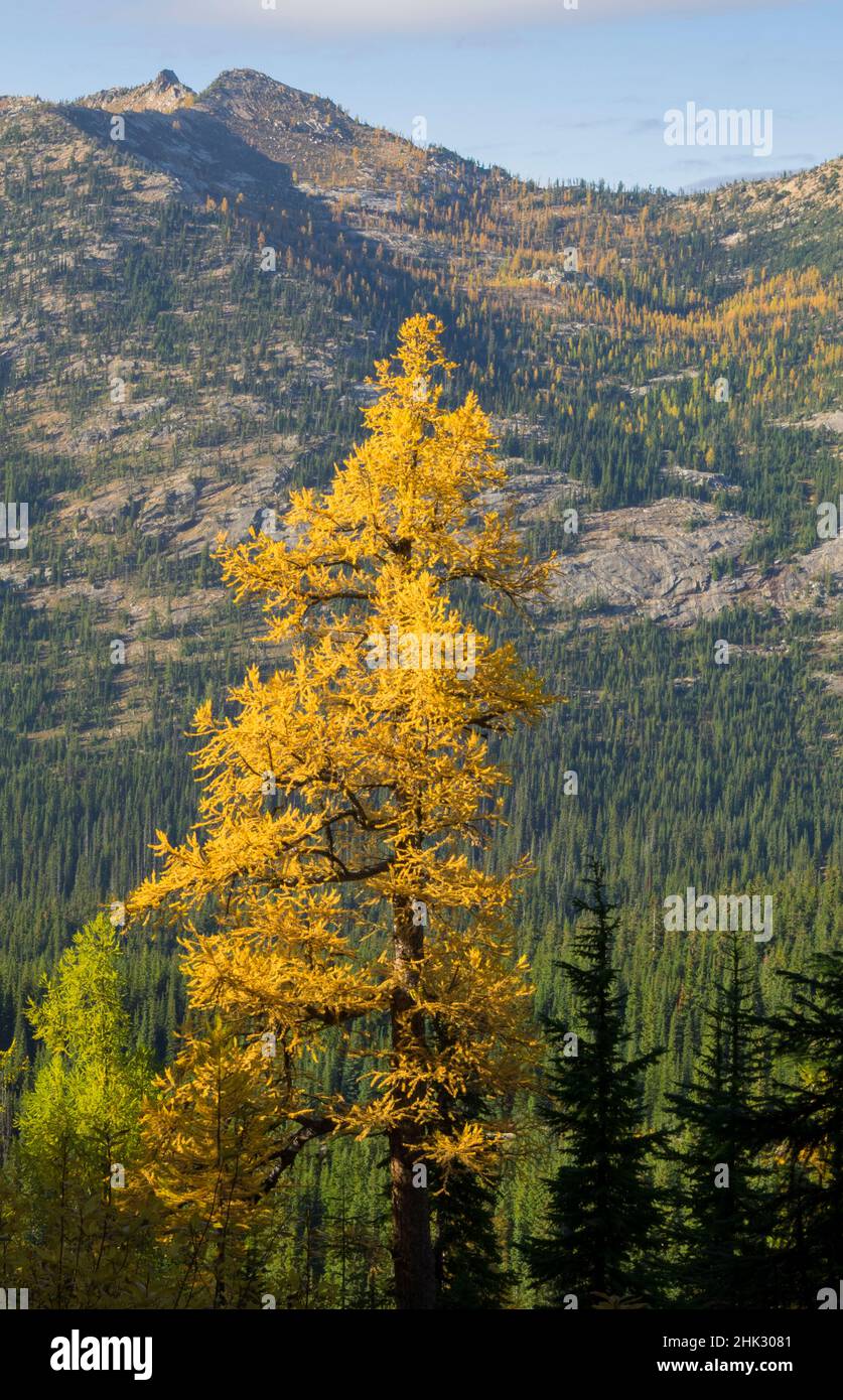 Washington State, North Cascades, Golden larch tree Stock Photo - Alamy