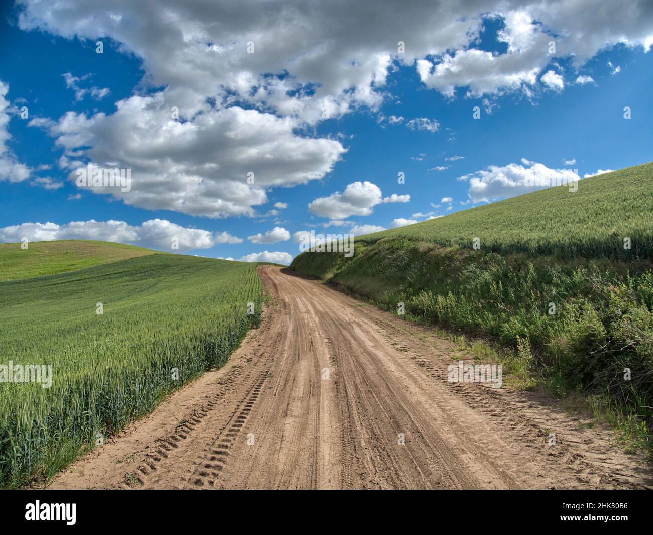 USA, Washington State, Palouse, Country Backroad through Spring wheat ...