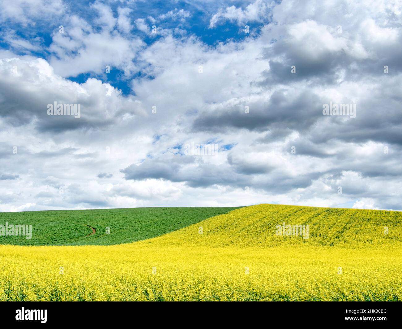 USA, Washington State, Palouse, Rolling hills of canola and wheat Stock ...