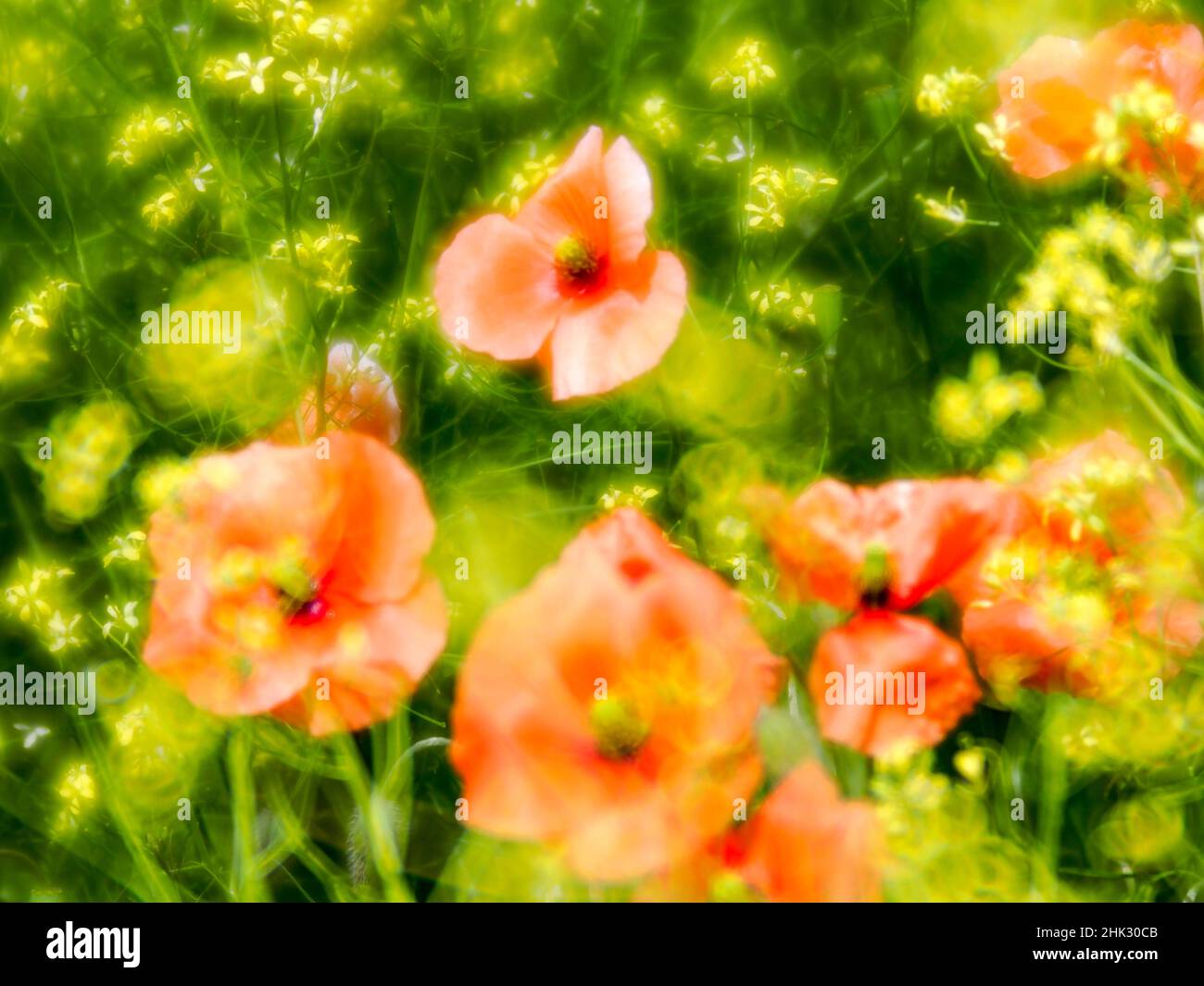 USA, Washington State, Spring Fire Poppies Stock Photo - Alamy