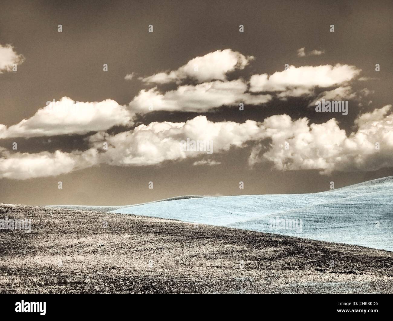 USA, Washington State, Palouse. Crops growing on the rolling hills of ...
