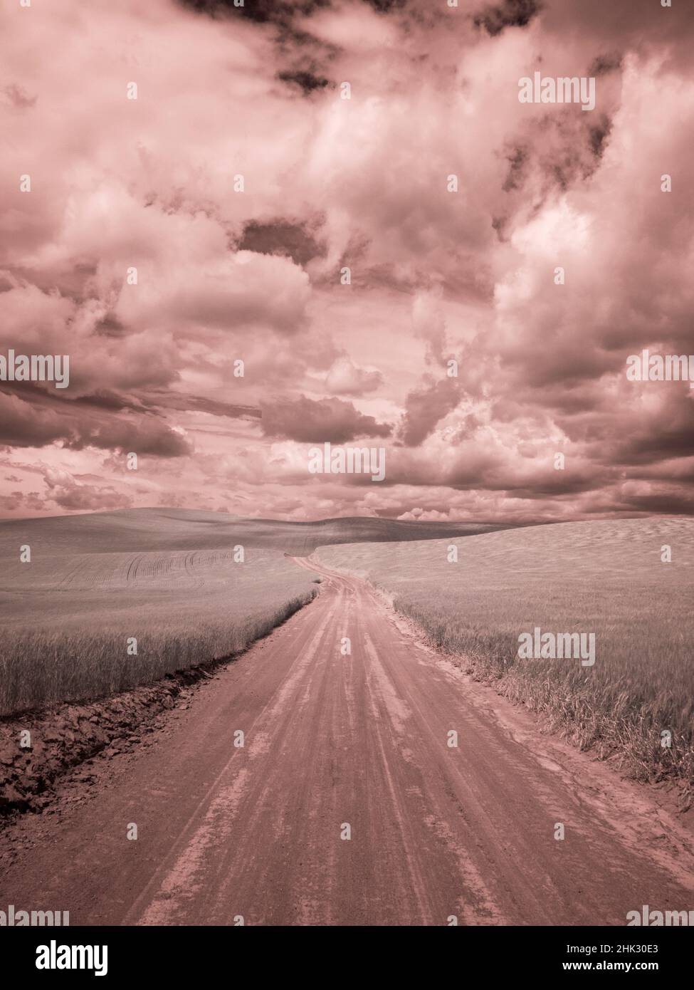 USA, Washington State, Palouse. Country backroad through spring crops ...